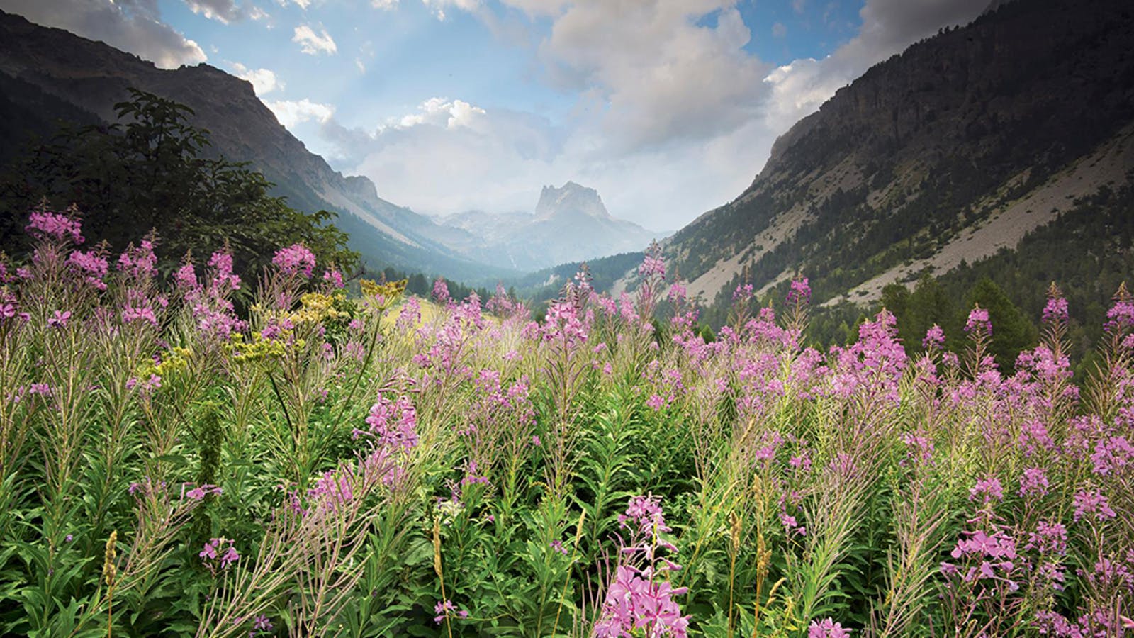 10 Positive News Headlines About Climate Change This Year