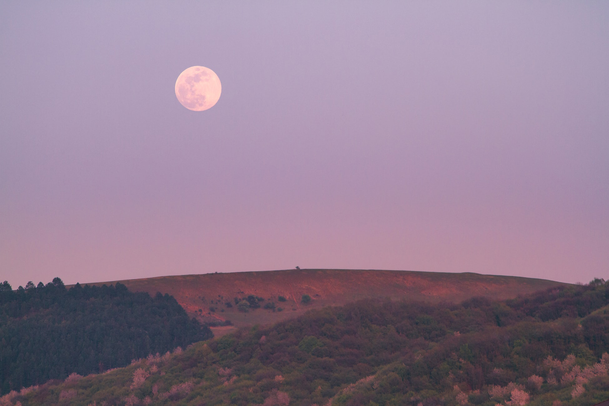 A Super Pink Moon Occurred – and It Was Amazing! - Truly Belong